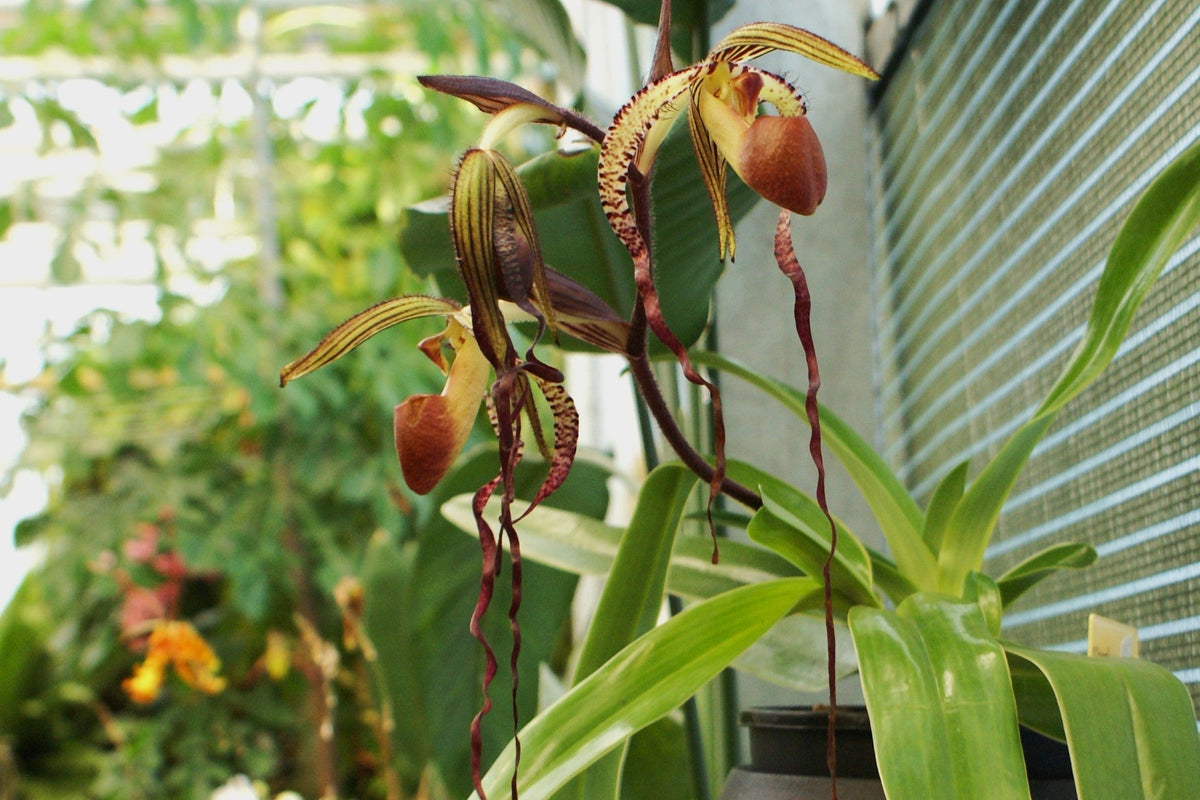 Shocking price increases of certain orchids: How come?