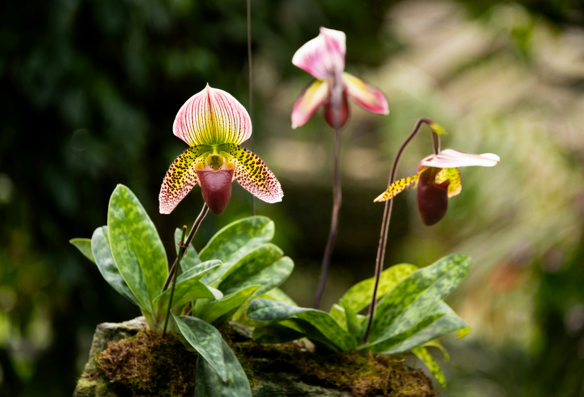 Saprophyte or not? Fungal roots (mycorrhiza) near an orchid form beaut