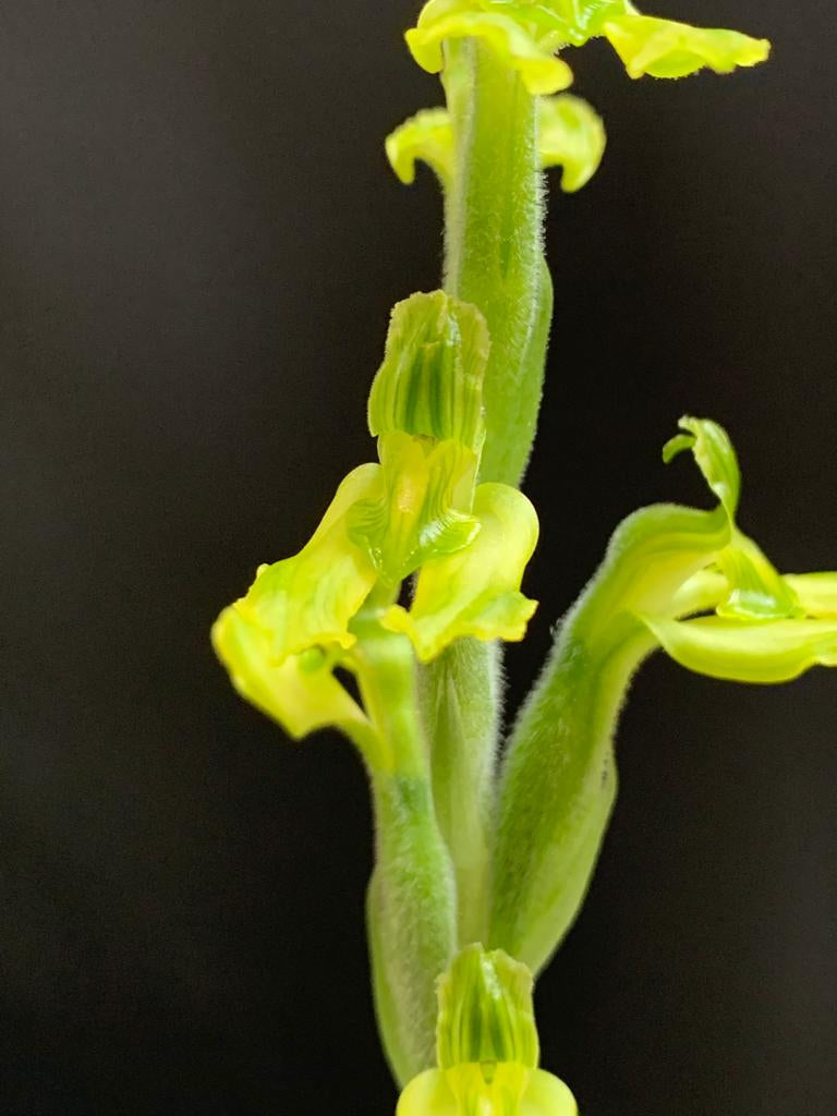 Sarcoglottis