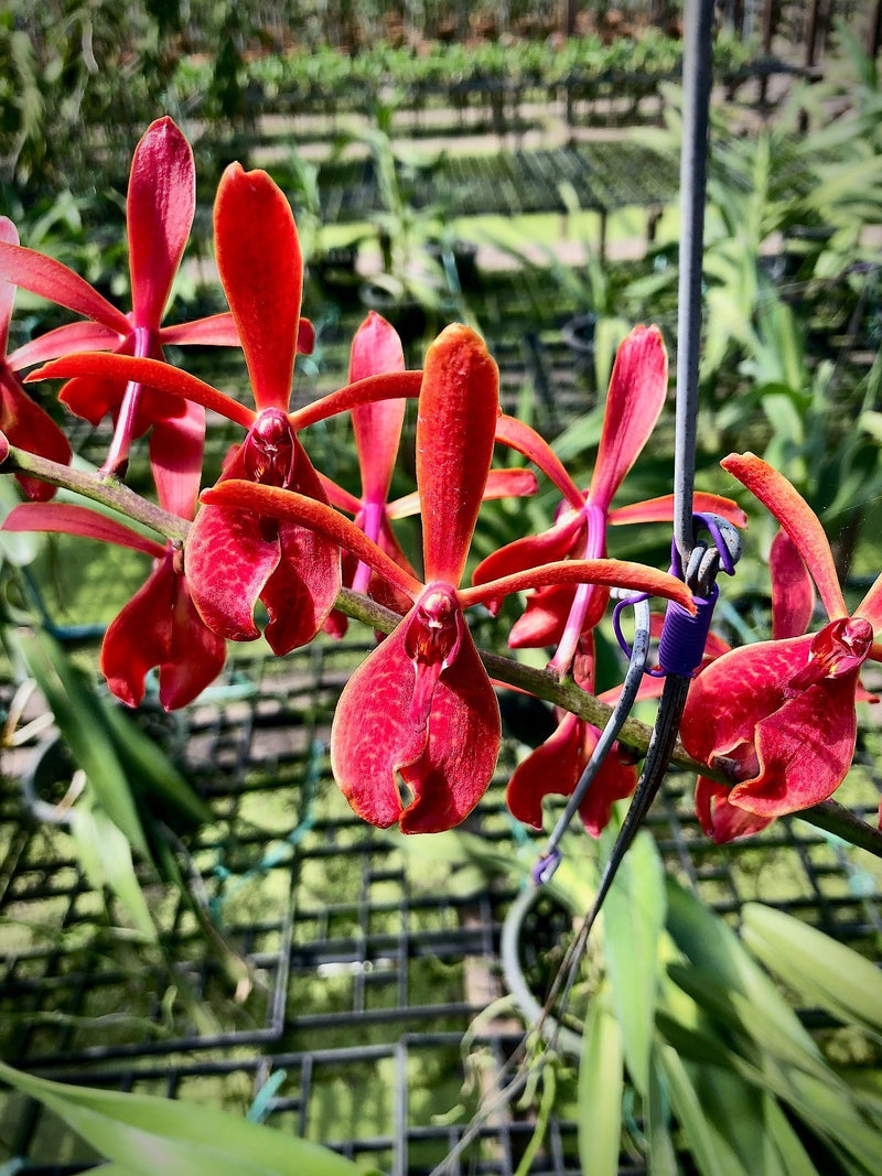 Renanthopsis
