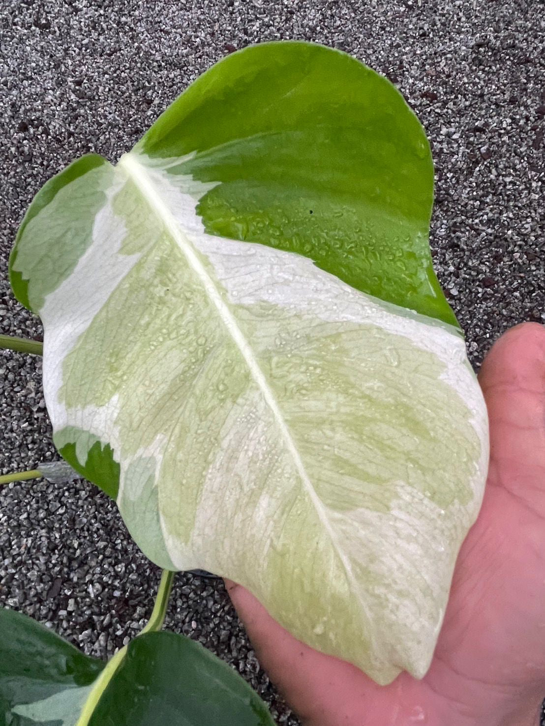 Monstera White Lava 'Lalamove'