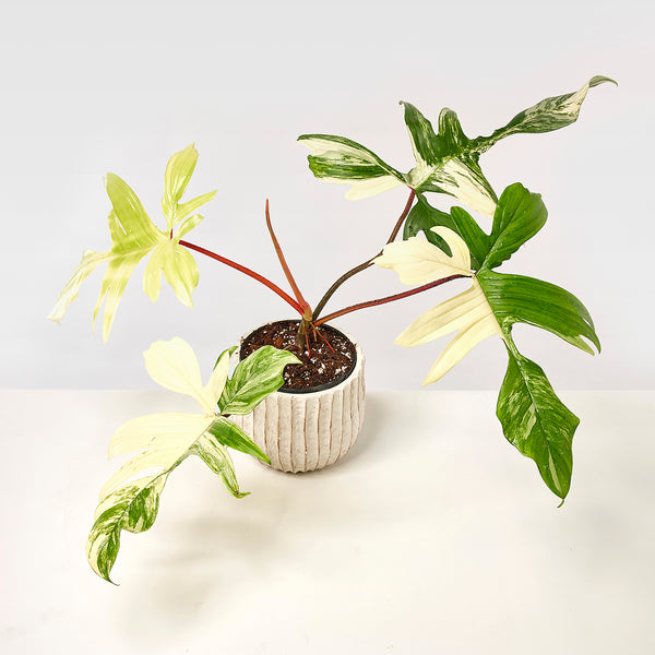 Florida Variegated Plants Philodendron Radiatum Variegated X Florida