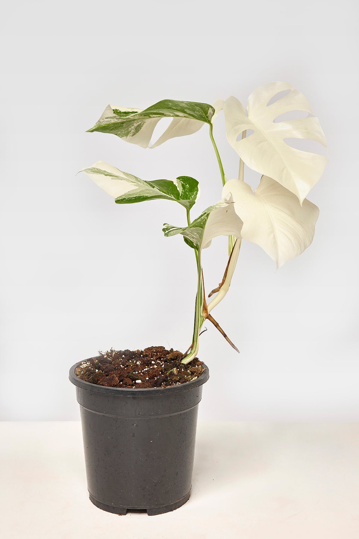 Monstera deliciosa Variegata albo "Full Moon" (3 Leaves)