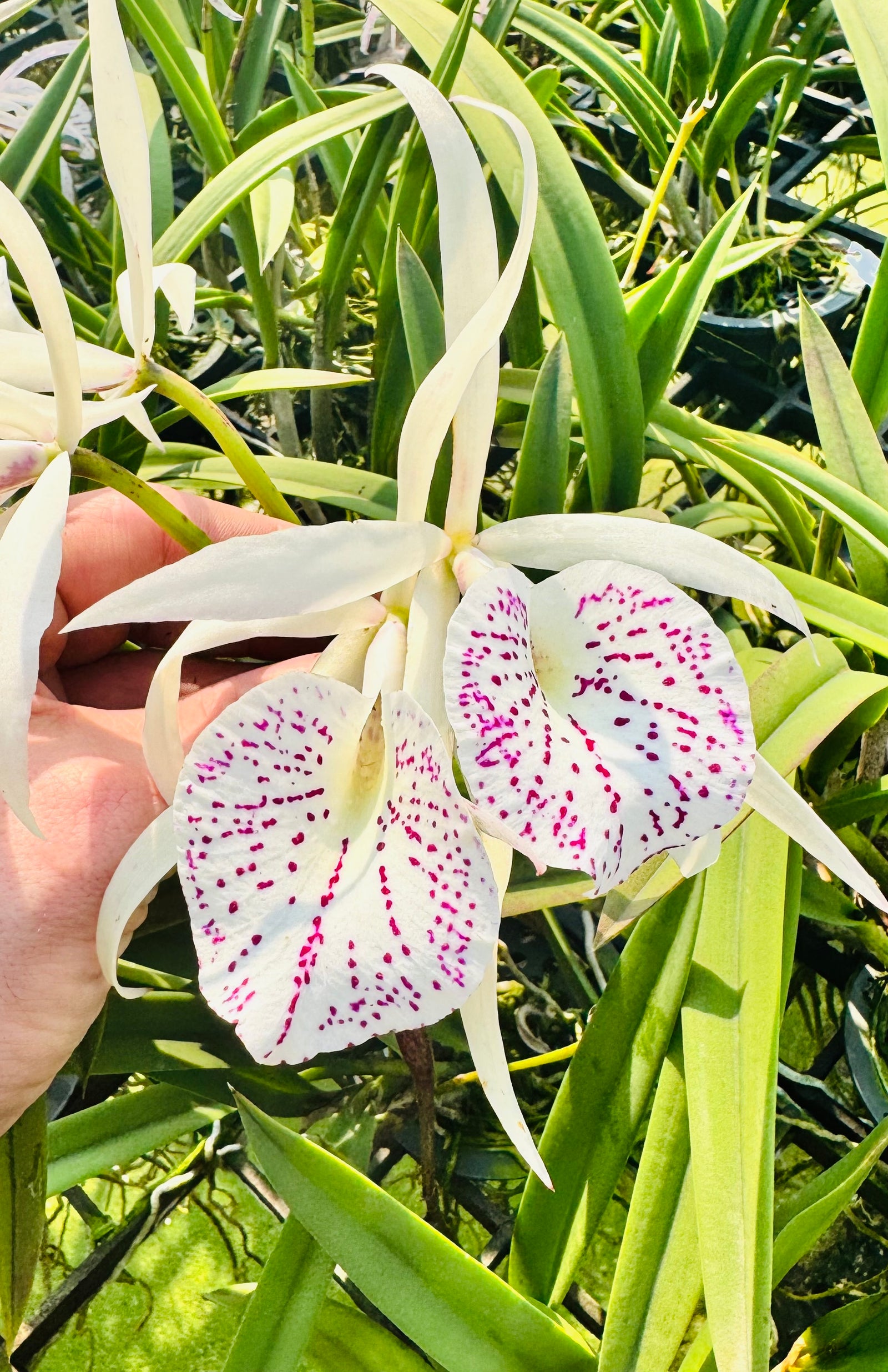 Claessen Orchids & Plants