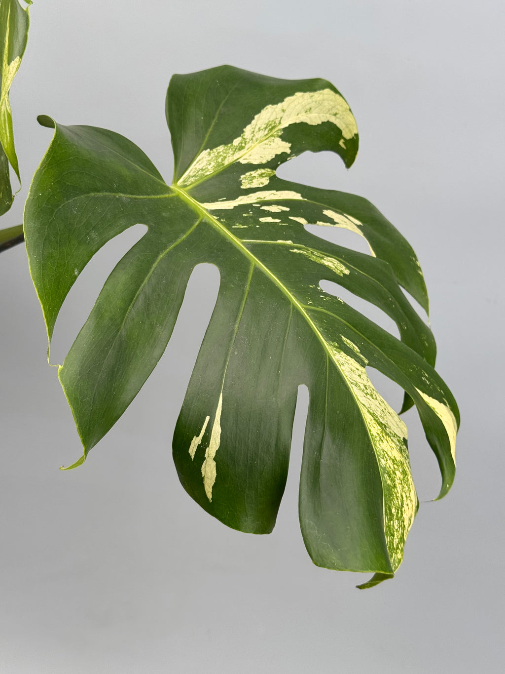 Monstera Full Mint deliciosa borsigiana Variegata (Nr 2)