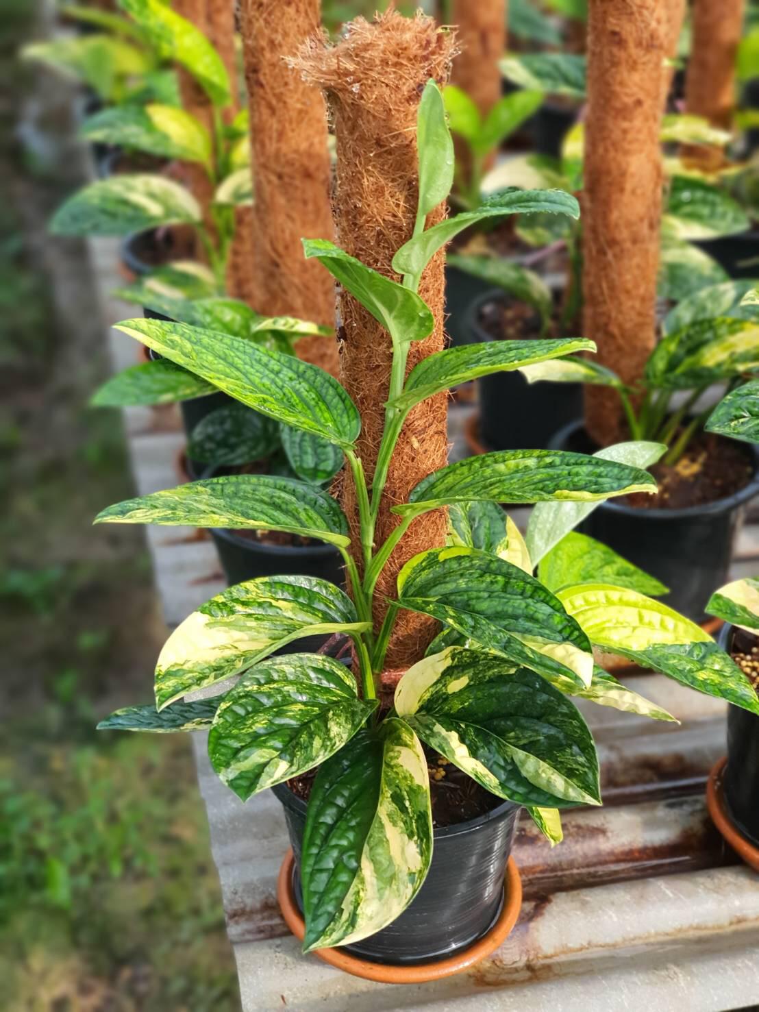Monstera peru variegata (Big Plant)