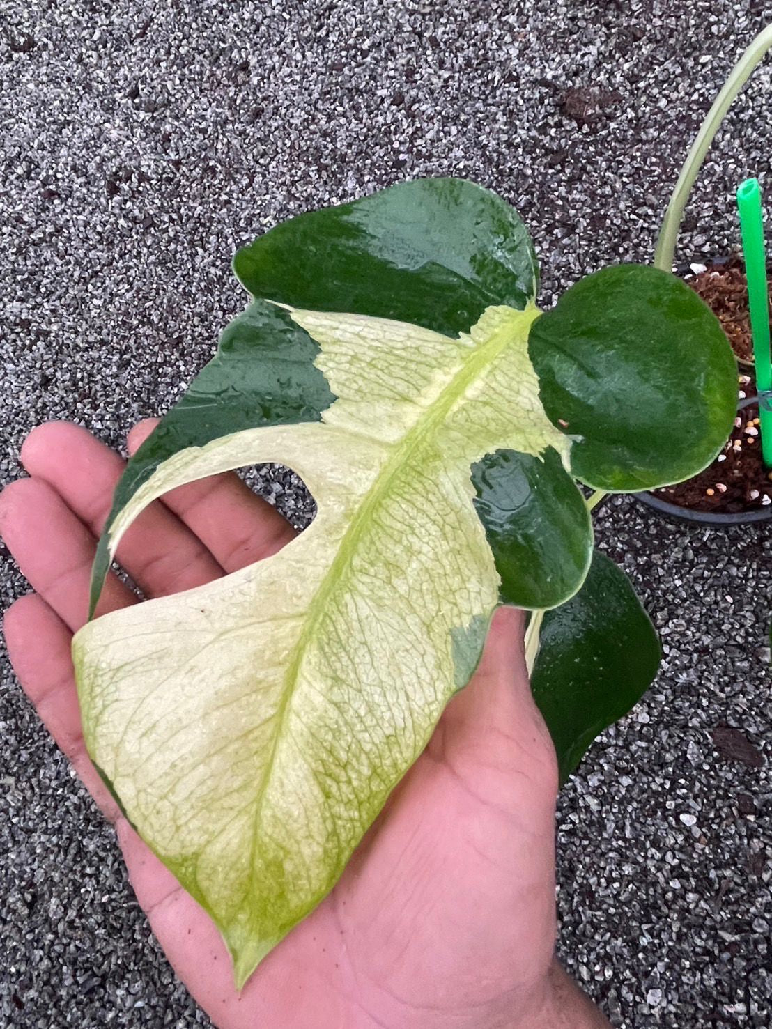 Monstera White Lava 'Lalamove'