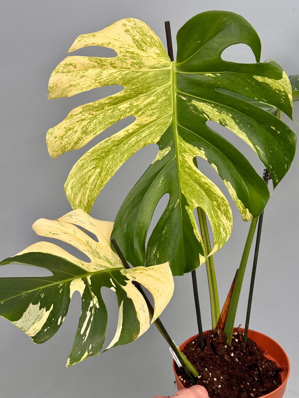 Monstera Full Mint deliciosa borsigiana Variegata (Nr 2)
