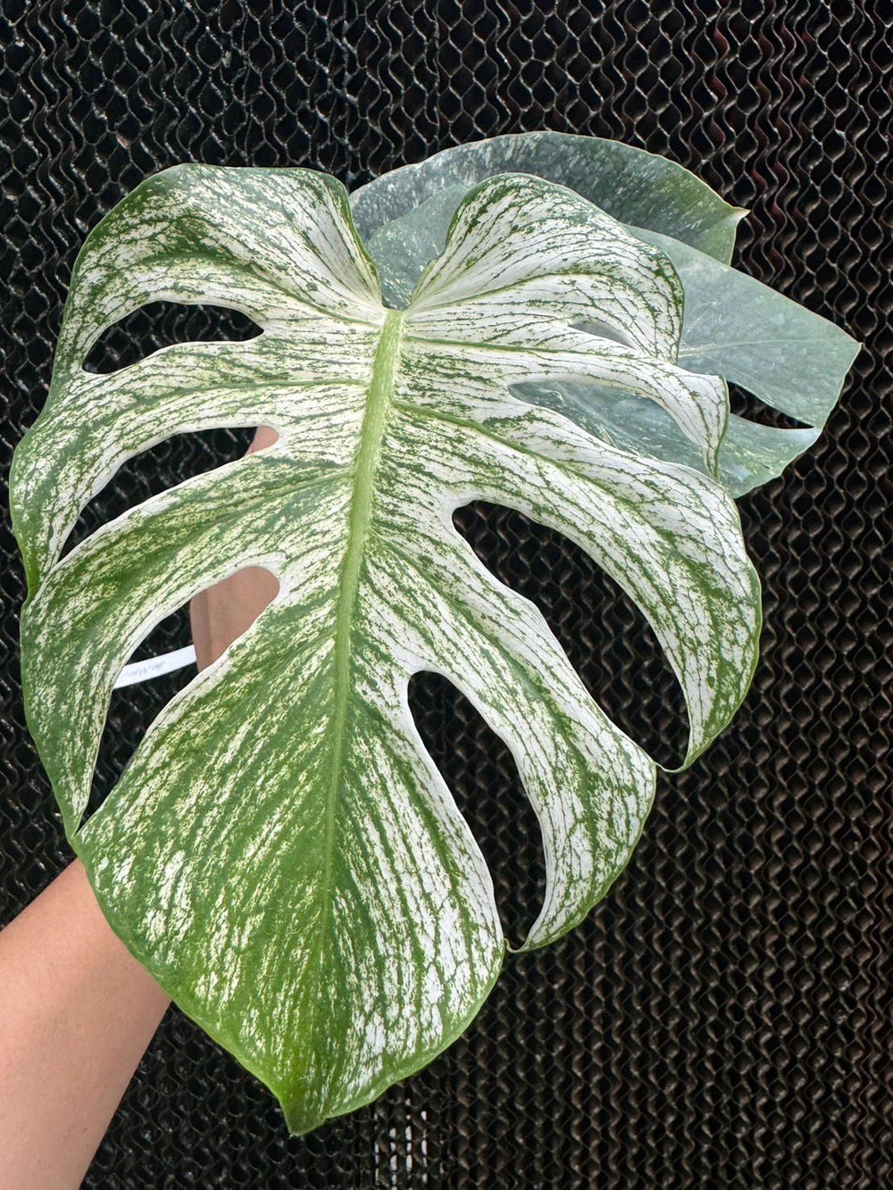 Monstera ‘Devil Monster’ Nr 1