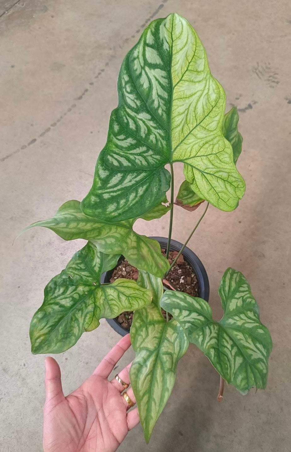 Cercestis mirabilis Variegata aurea nr 1