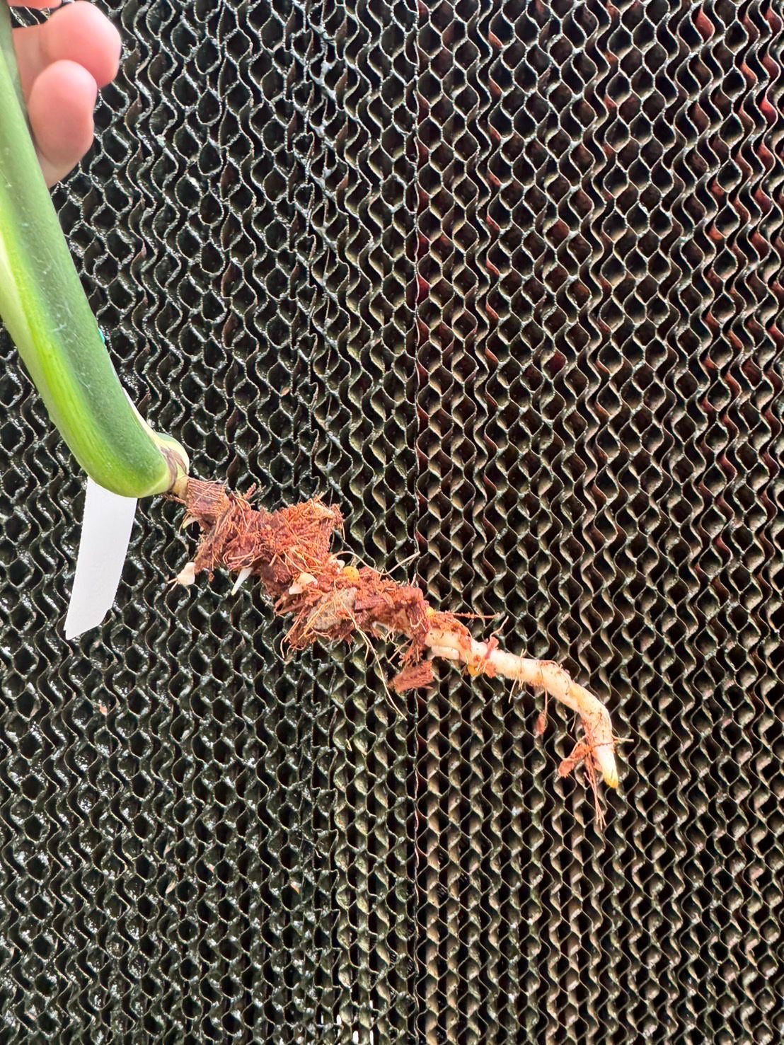 Monstera ‘Devil Monster’ Nr 1