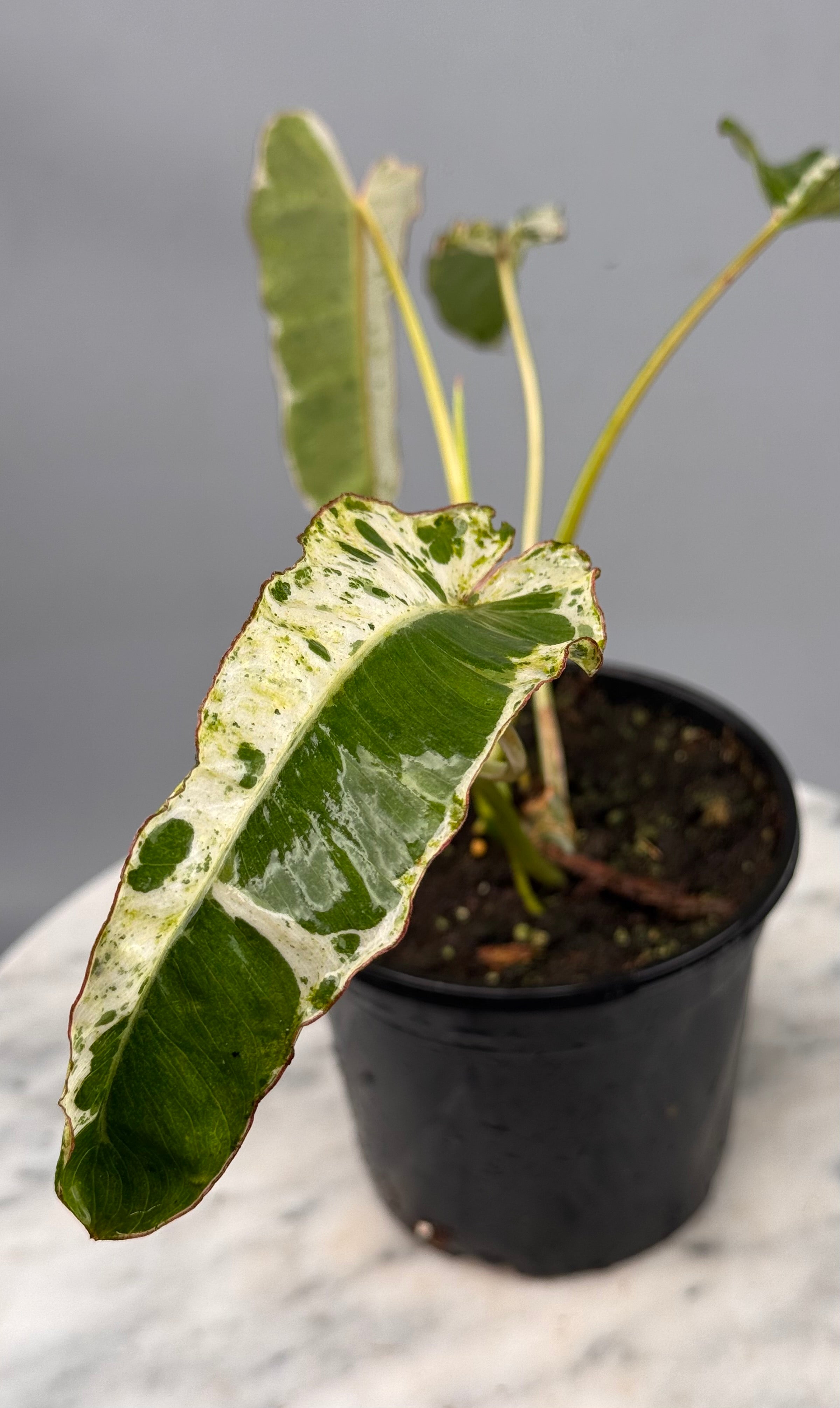 Philodendron Paraiso Verde Variegata