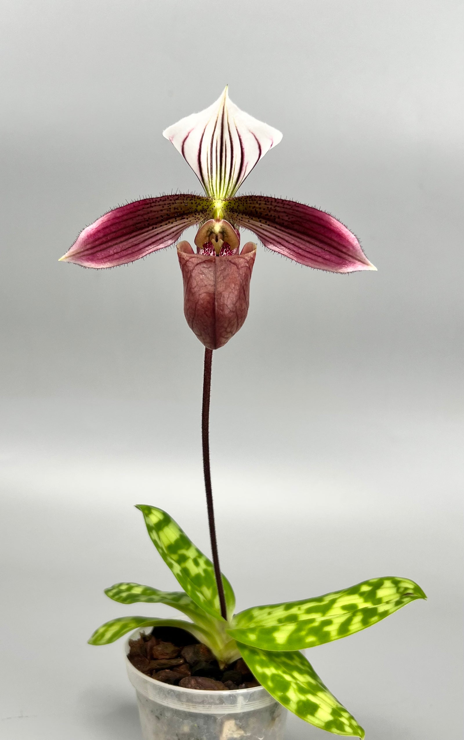Paphiopedilum