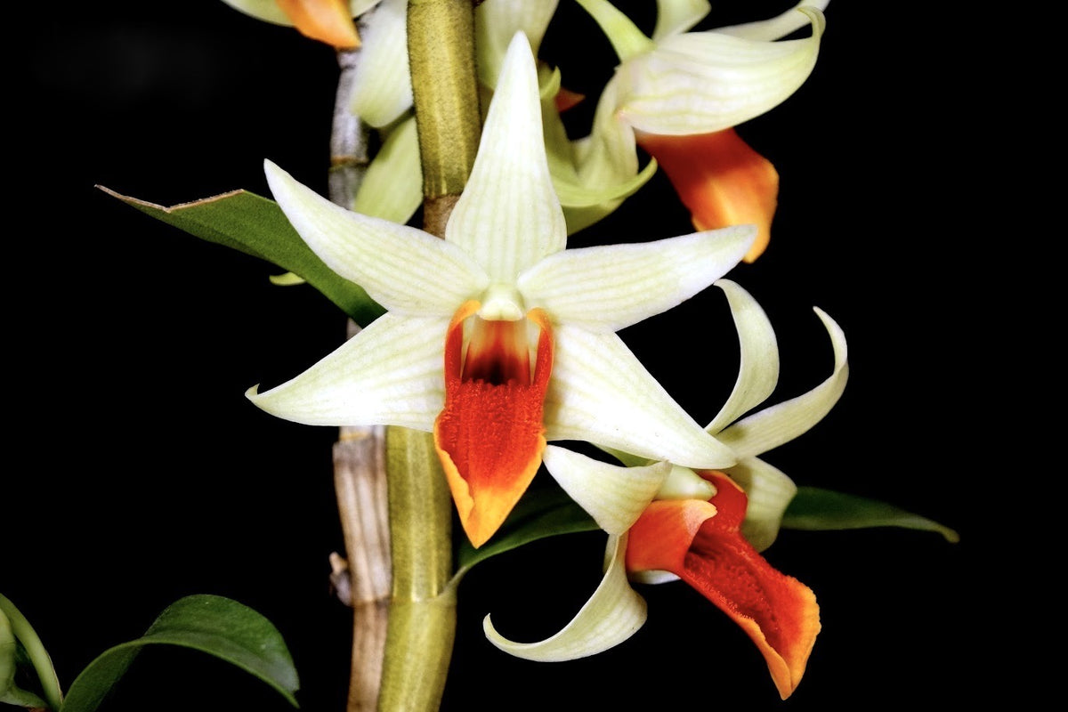 Dendrobium Jaiho Delight (D.Hsingying Frosty maree x D.tobaense)