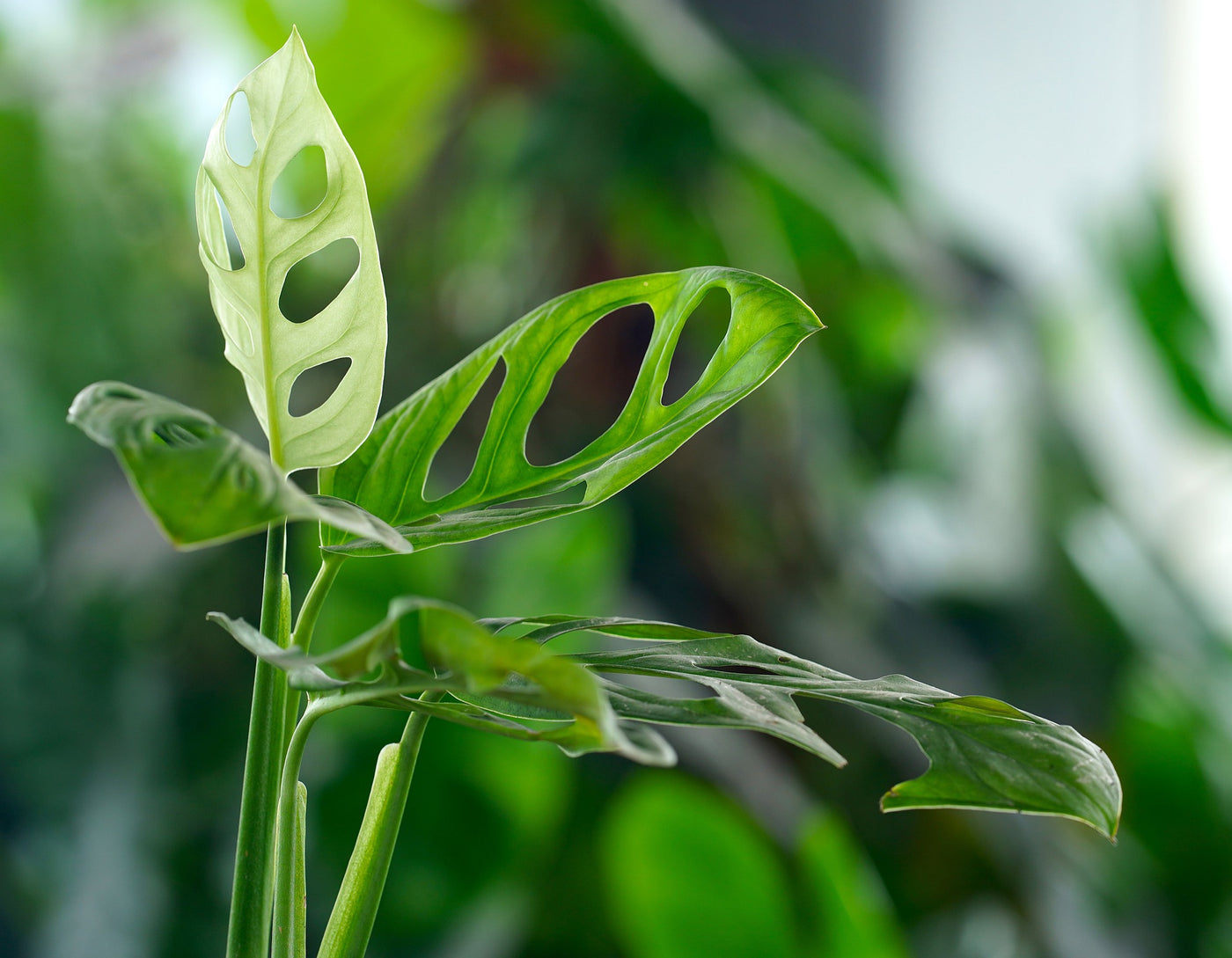 Claessen Orchids & Plants