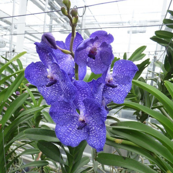 Vandara Gathering Blue Description