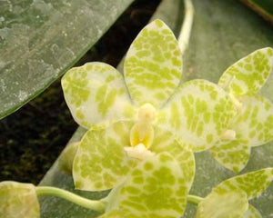Orchids – Page 5
