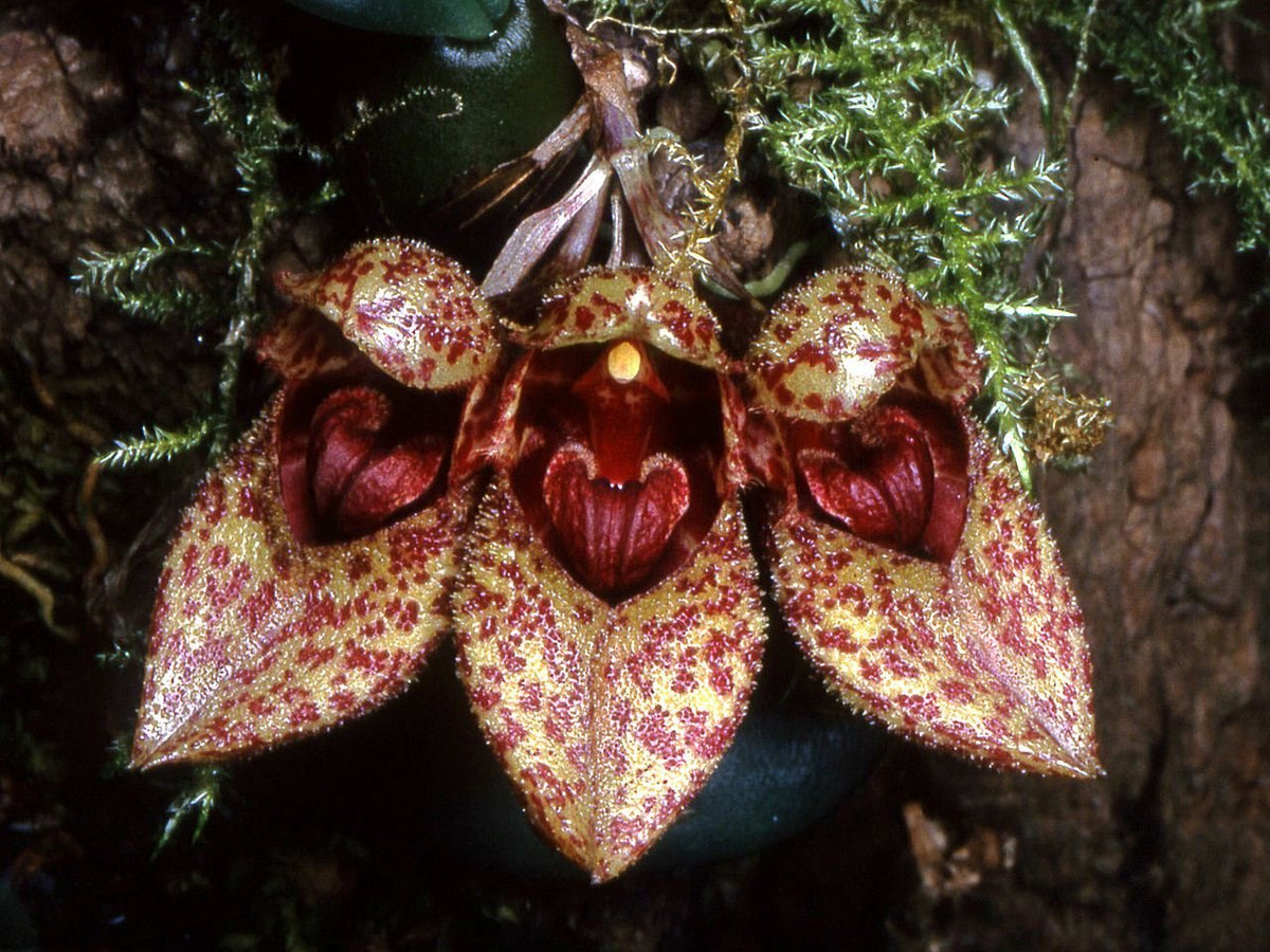 Orchids – Page 5