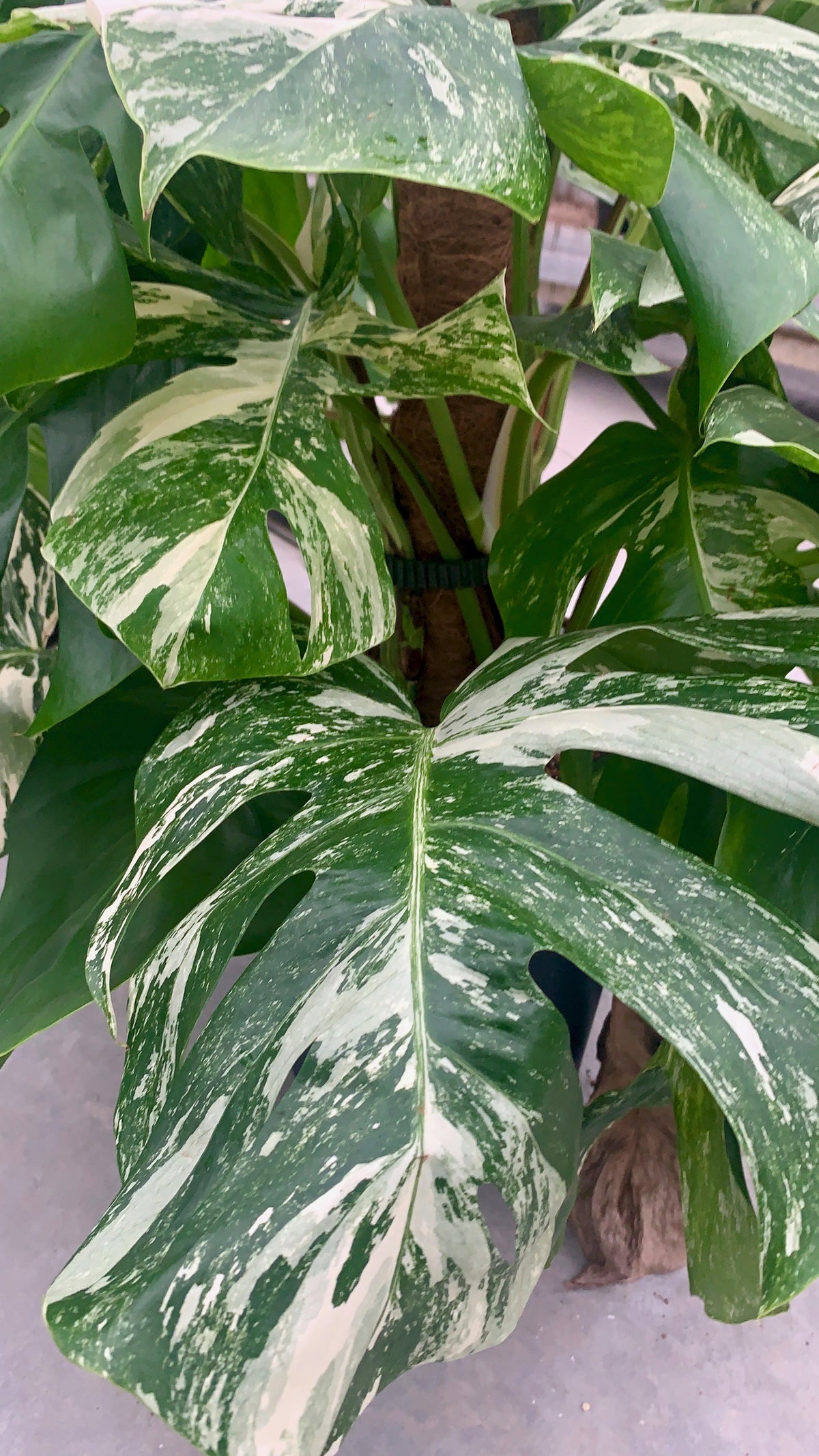 Monstera deliciosa Variegata albo