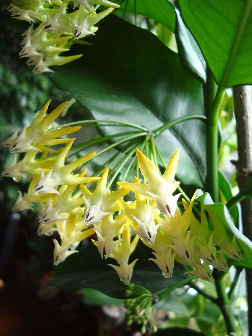 Hoya multiflora