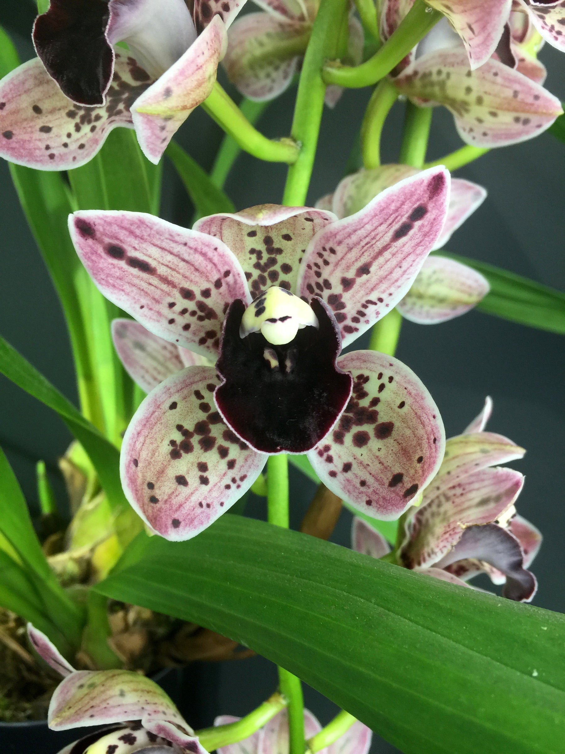 Cymbidium Magic Devon