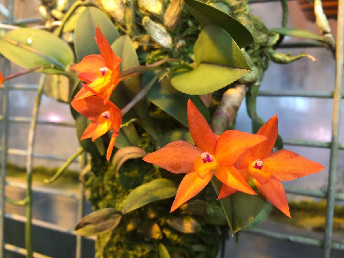 Mini orchids