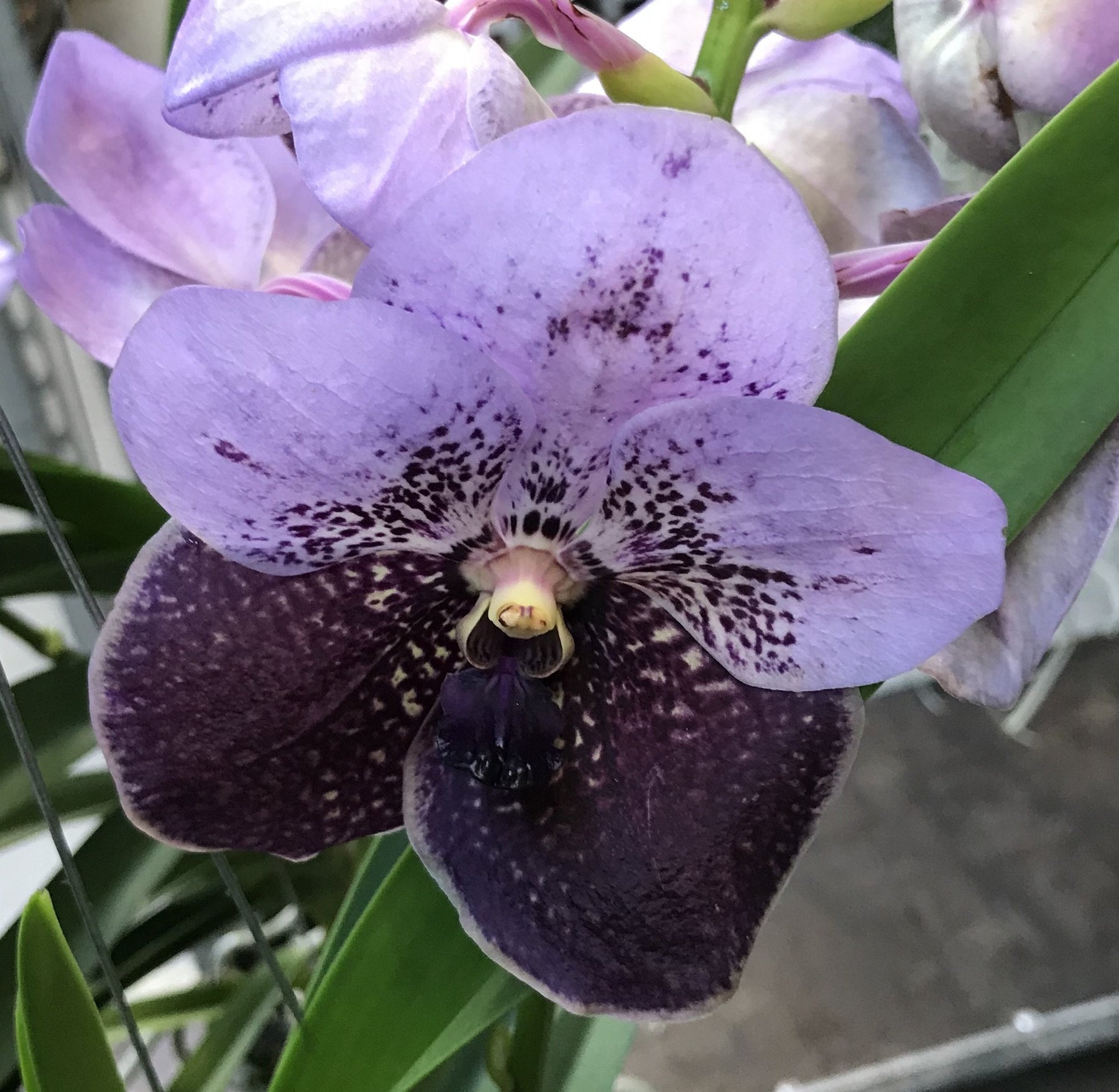 Vanda Two Tone Lavendel