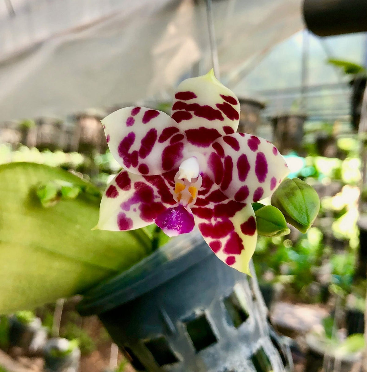 Phalaenopsis KS Super Zebra