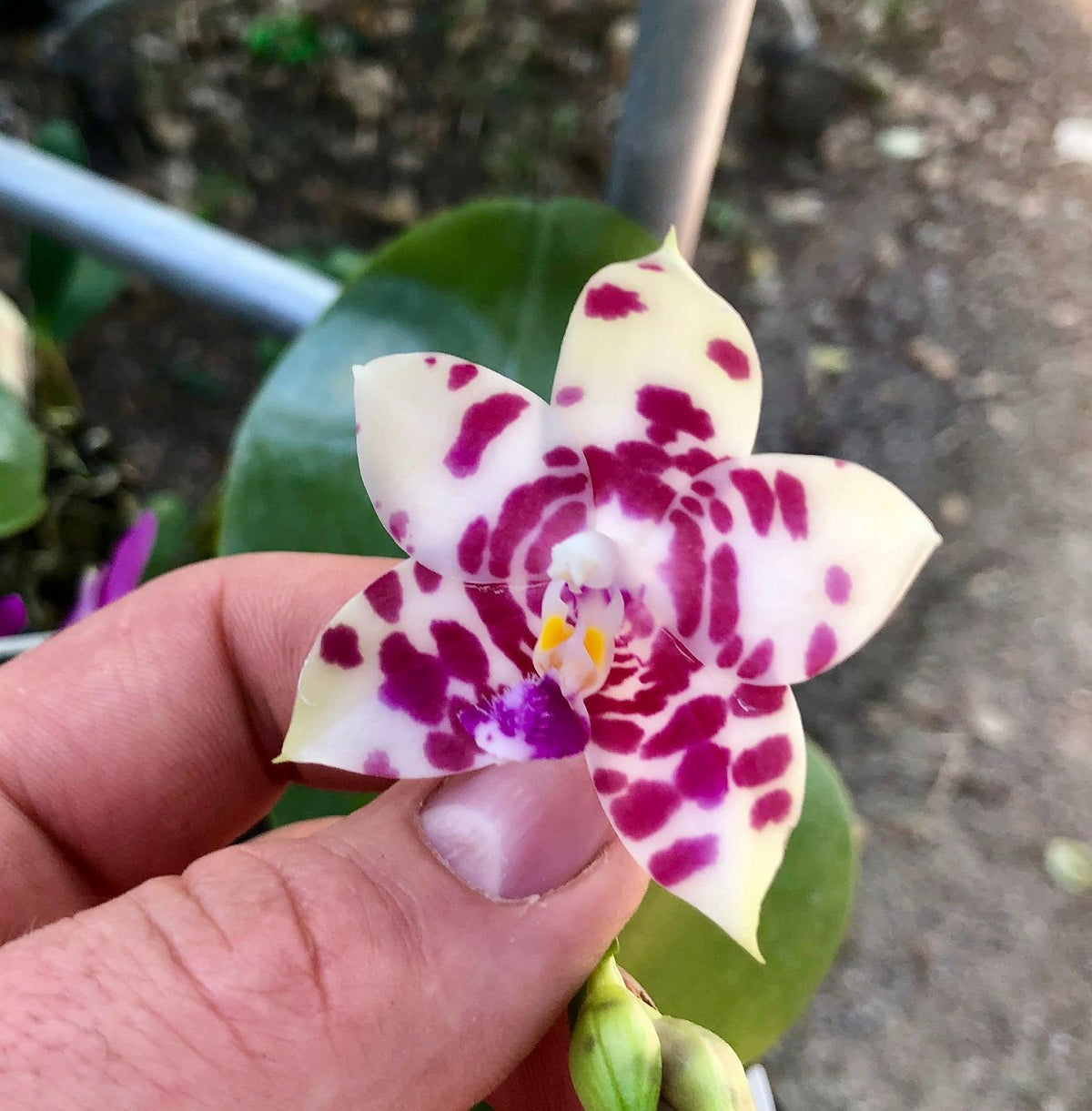 Phalaenopsis KS Super Zebra