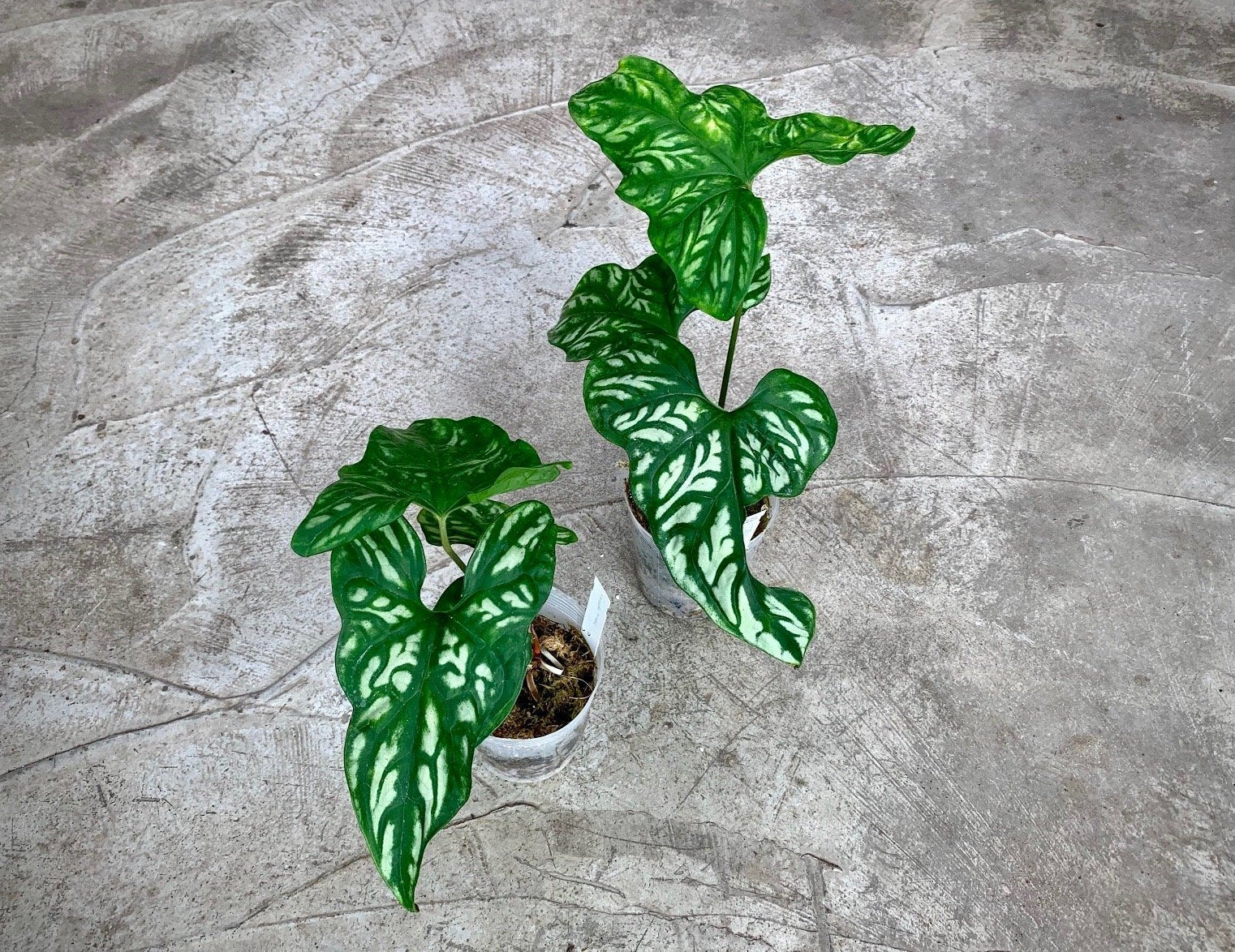 Cercestis mirabilis (Medium Plant)