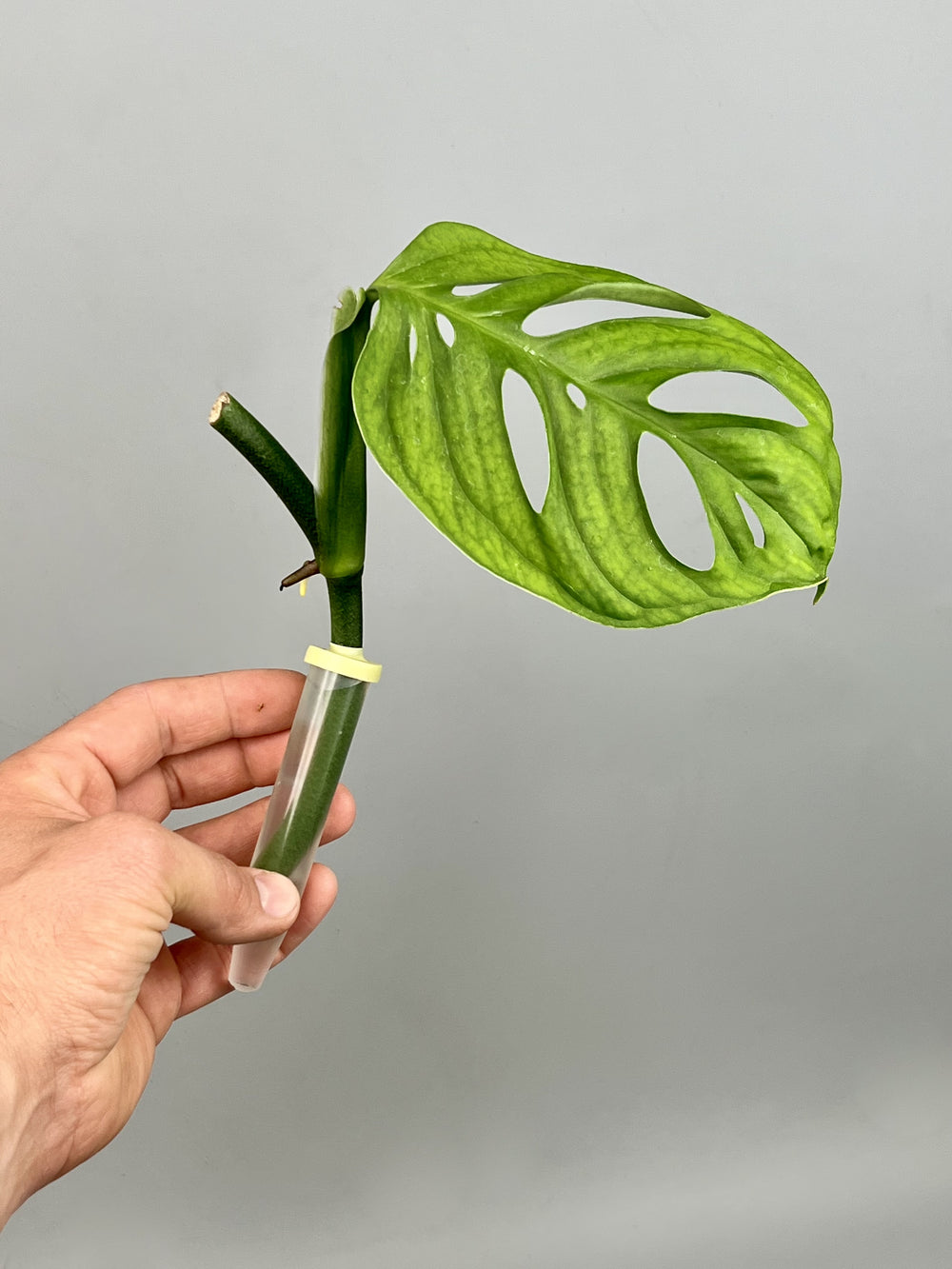 Monstera epipremnoides ''Esqueleto'' (1 Leaf Cutting)