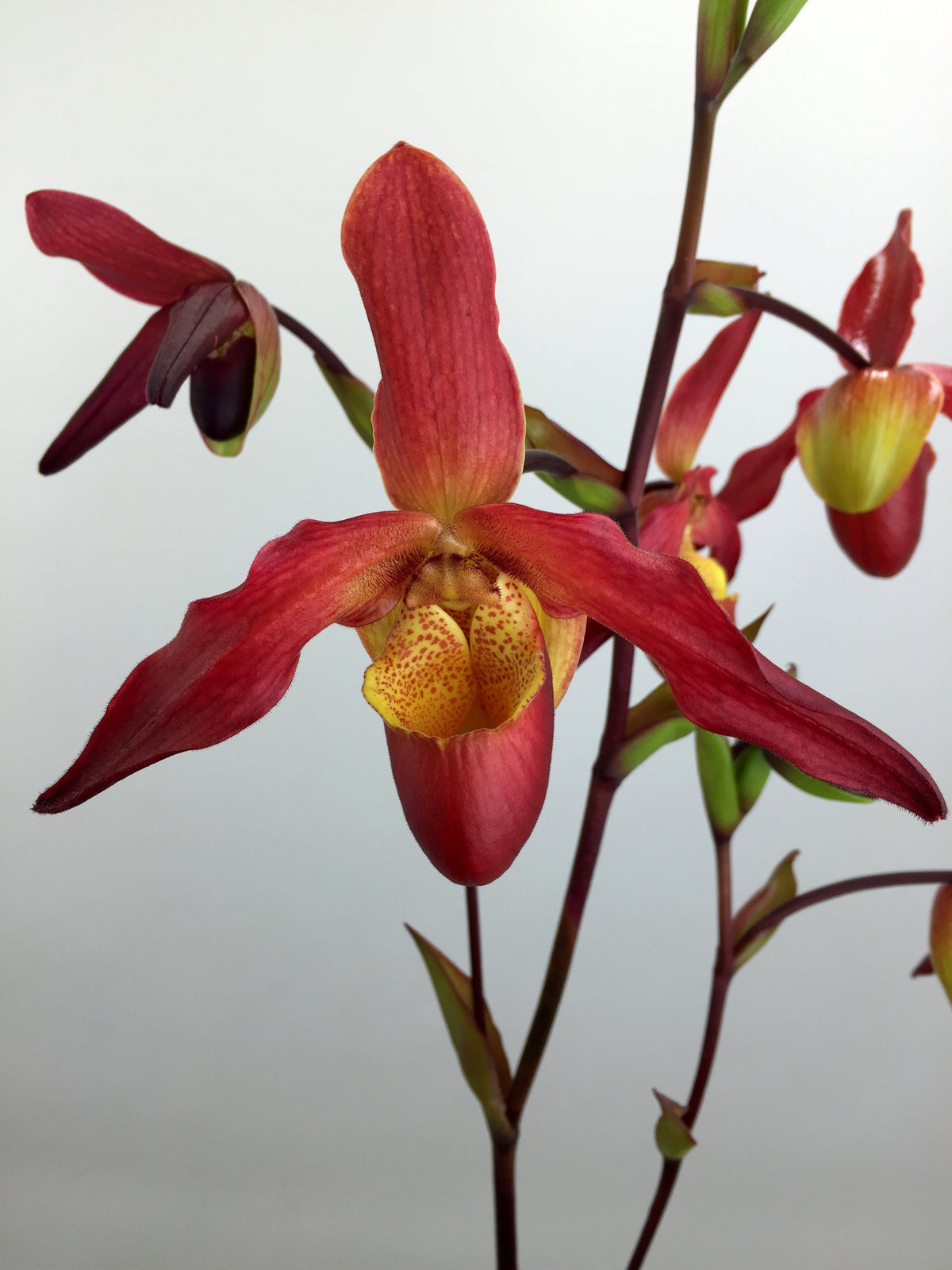 Phragmipedium Living Fire "Big Plant"