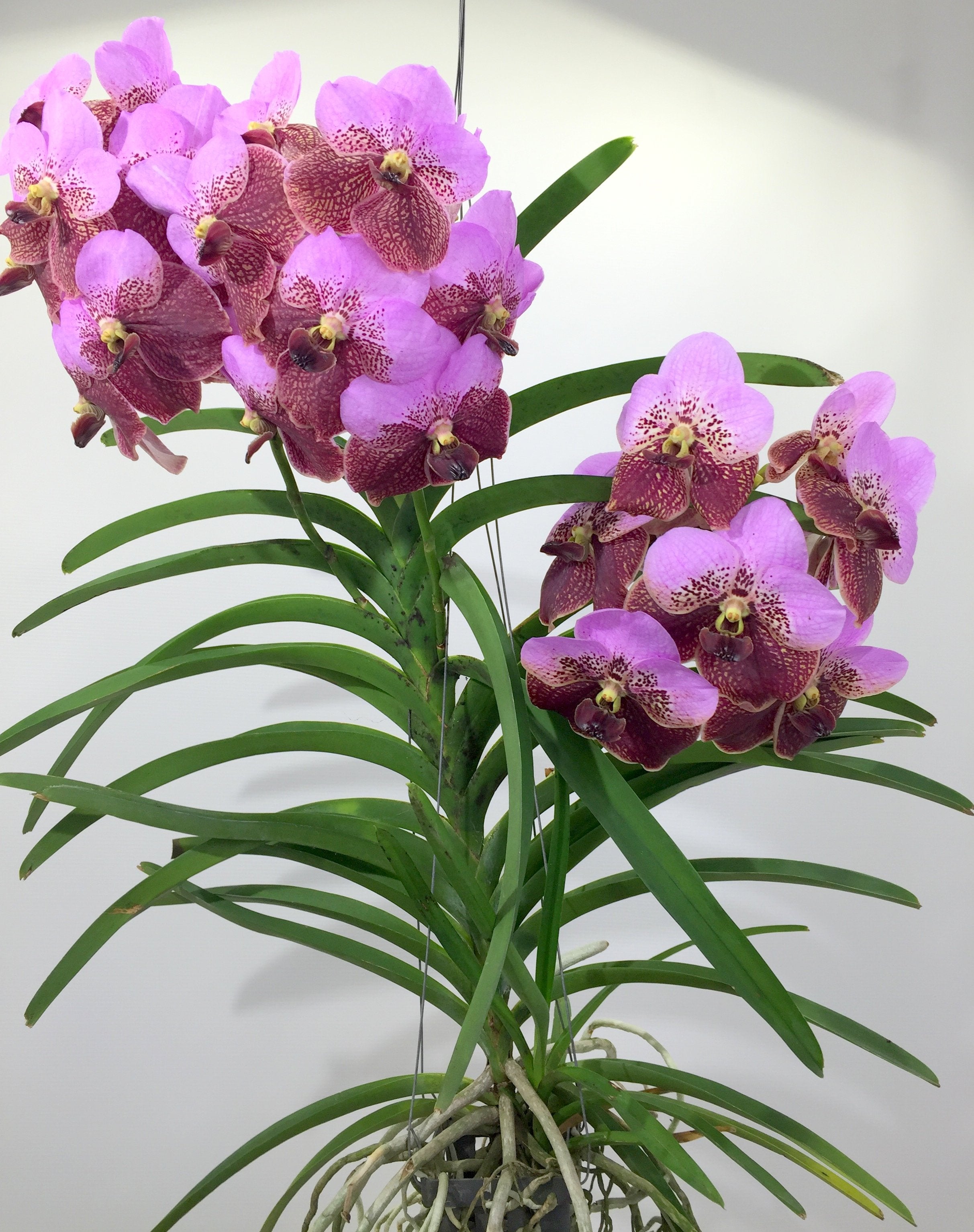 Vanda Sanderiana Vanda Sanderiana