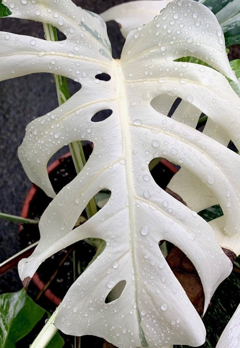 Monstera deliciosa Variegata albo (Weiße Sonderausgabe)