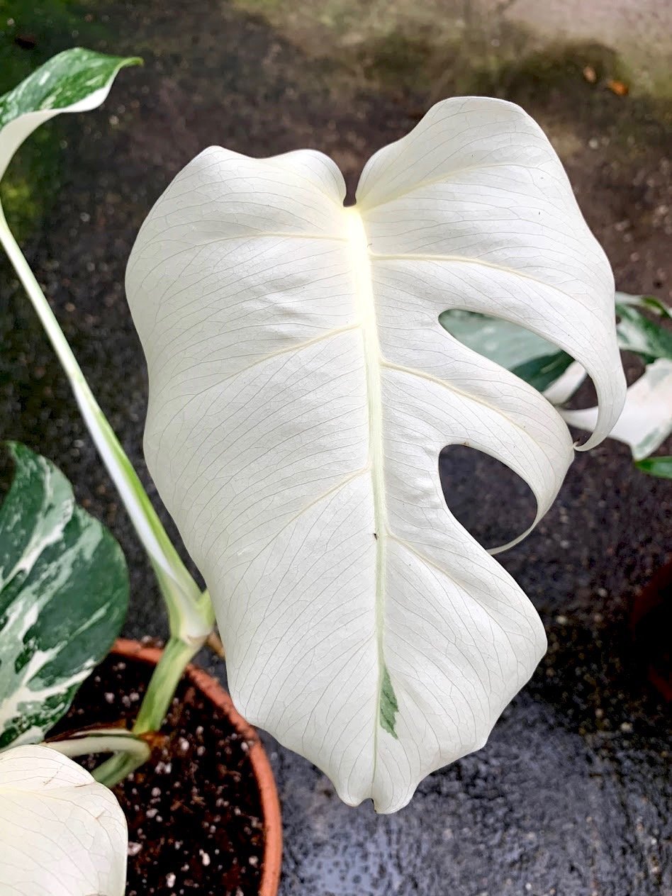 Monstera deliciosa Variegata albo (Weiße Sonderausgabe)