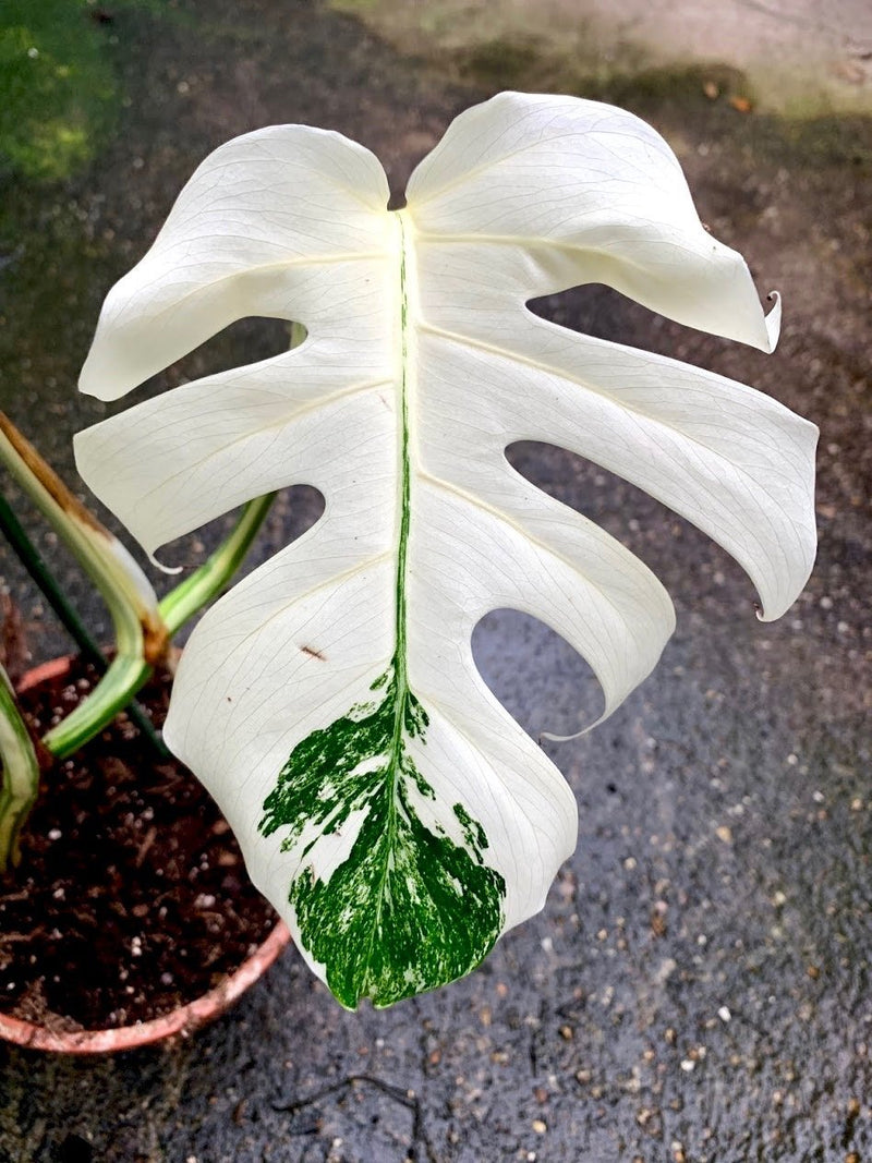 Monstera deliciosa Variegata (special white edition )