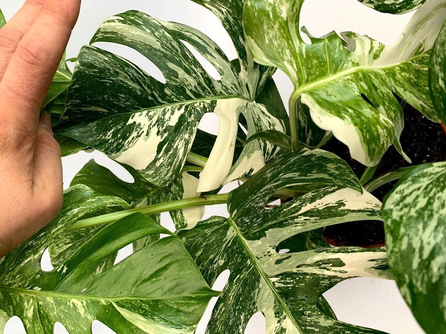 Monstera deliciosa Variegata albo (Highly variegated)