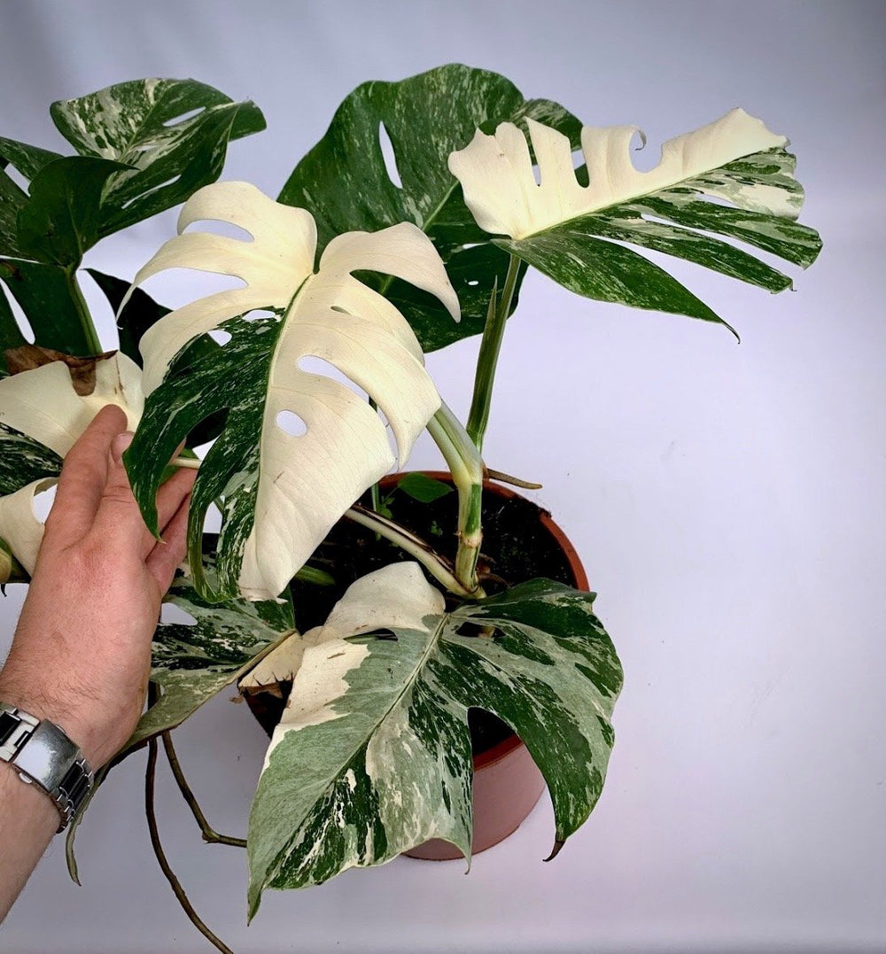 Monstera deliciosa Variegata albo (limited selection Half Green, Half