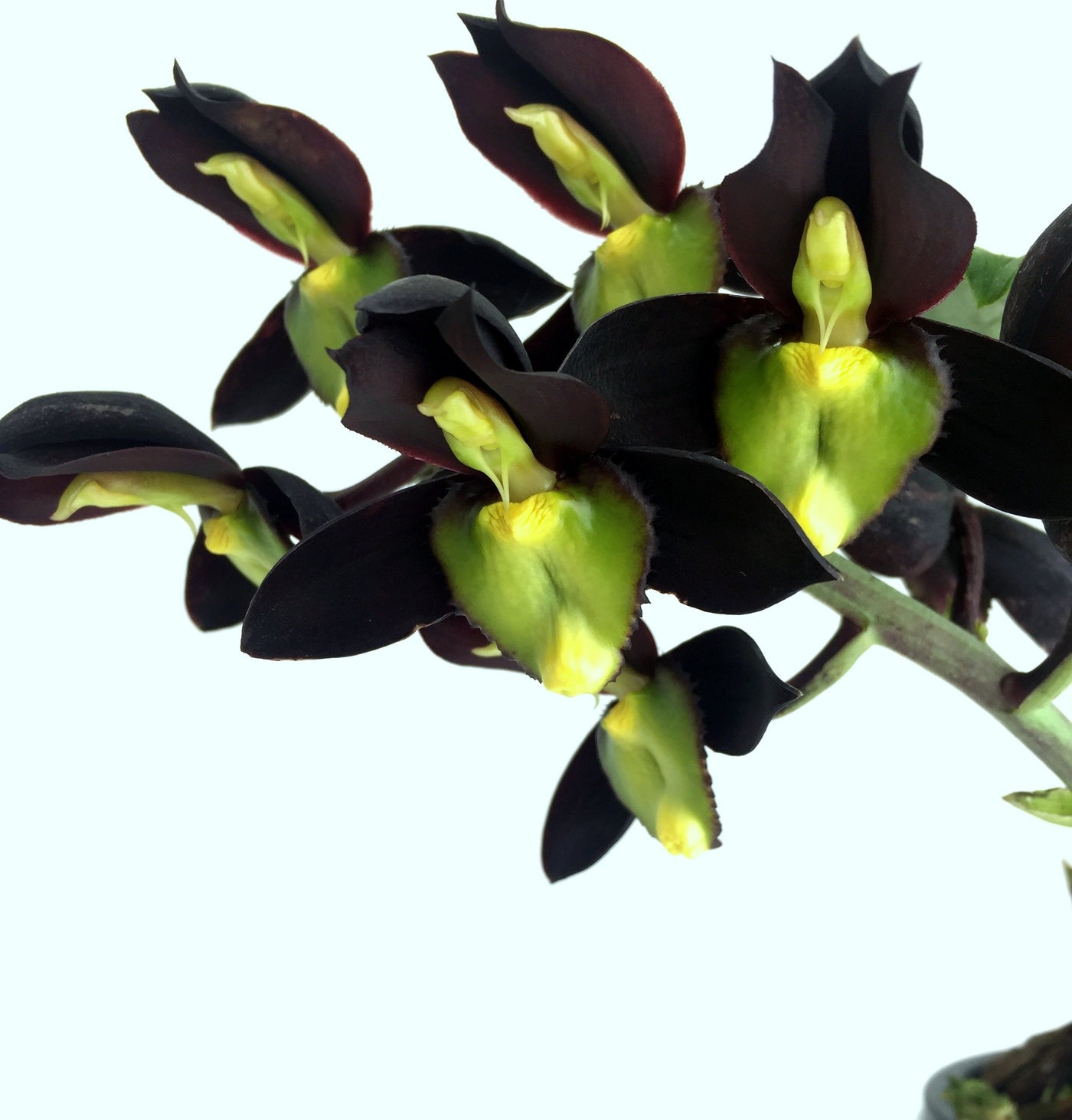 Orchidee Schwarze Bltter