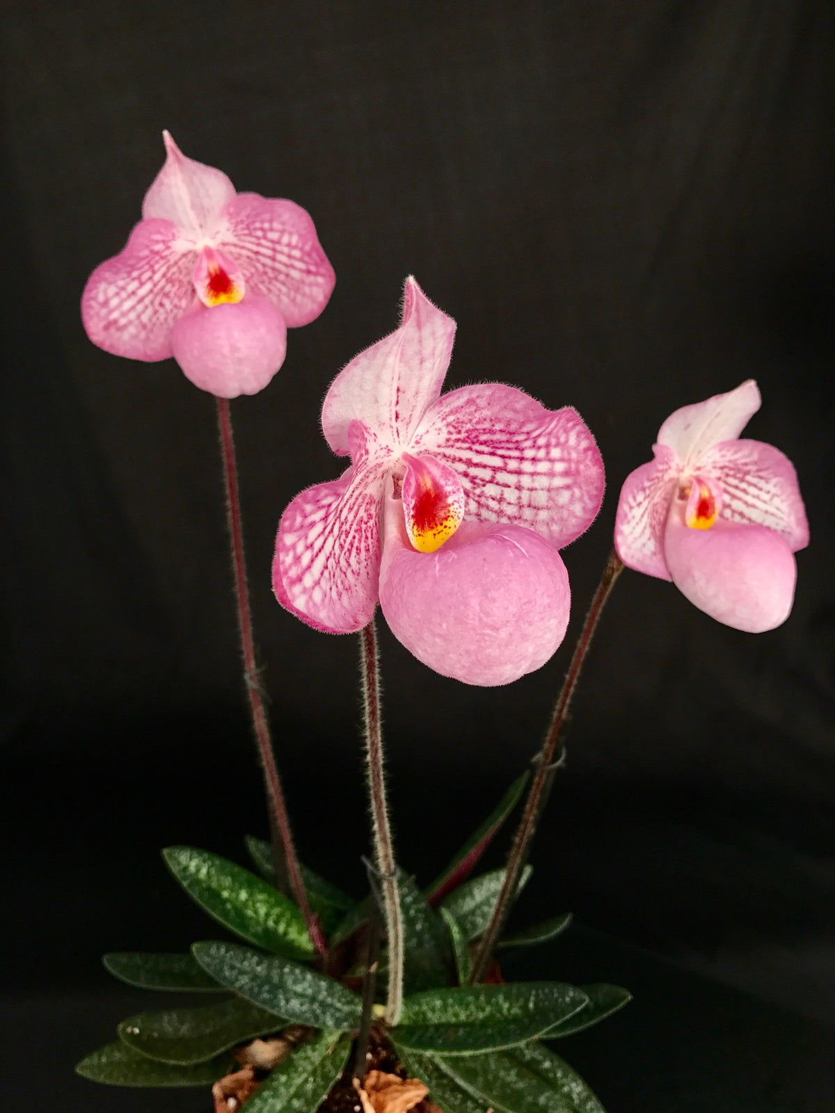 Paphiopedilum Magic Lantern Pink (P.Delenatii Vinicolor x Micranthum)