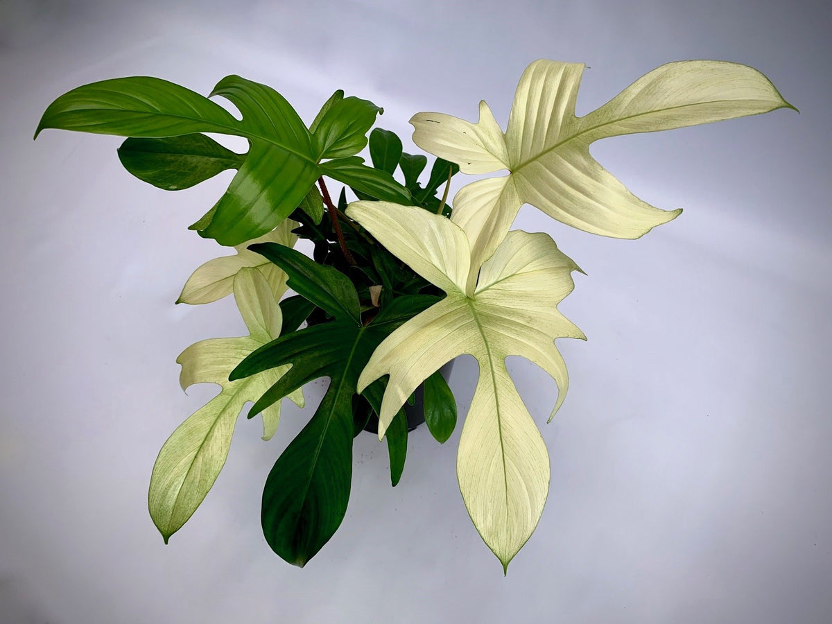 Philodendron "Florida Ghost" (Very Limited Available) 'Small Plant'