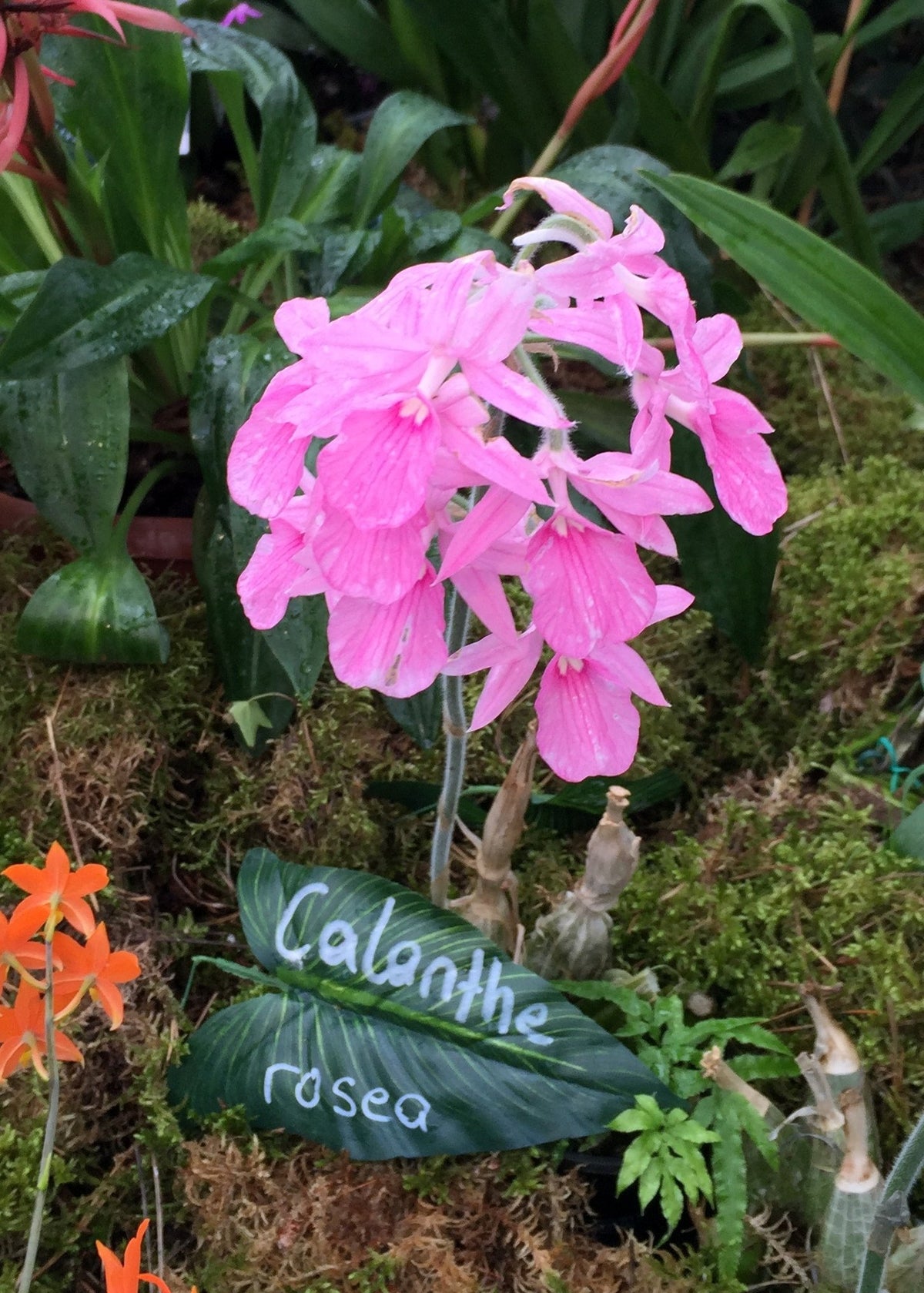 Calanthe rosea Baby