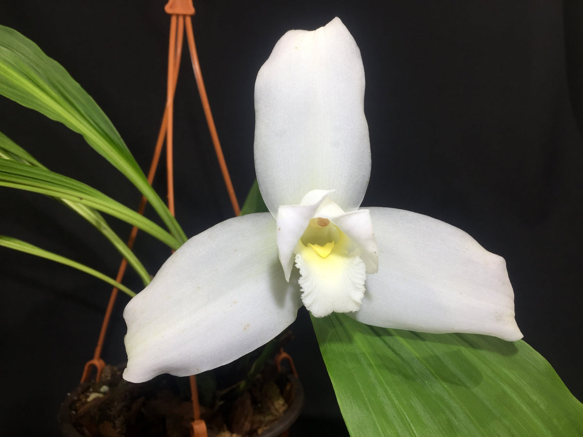 Lycaste skinneri var. alba