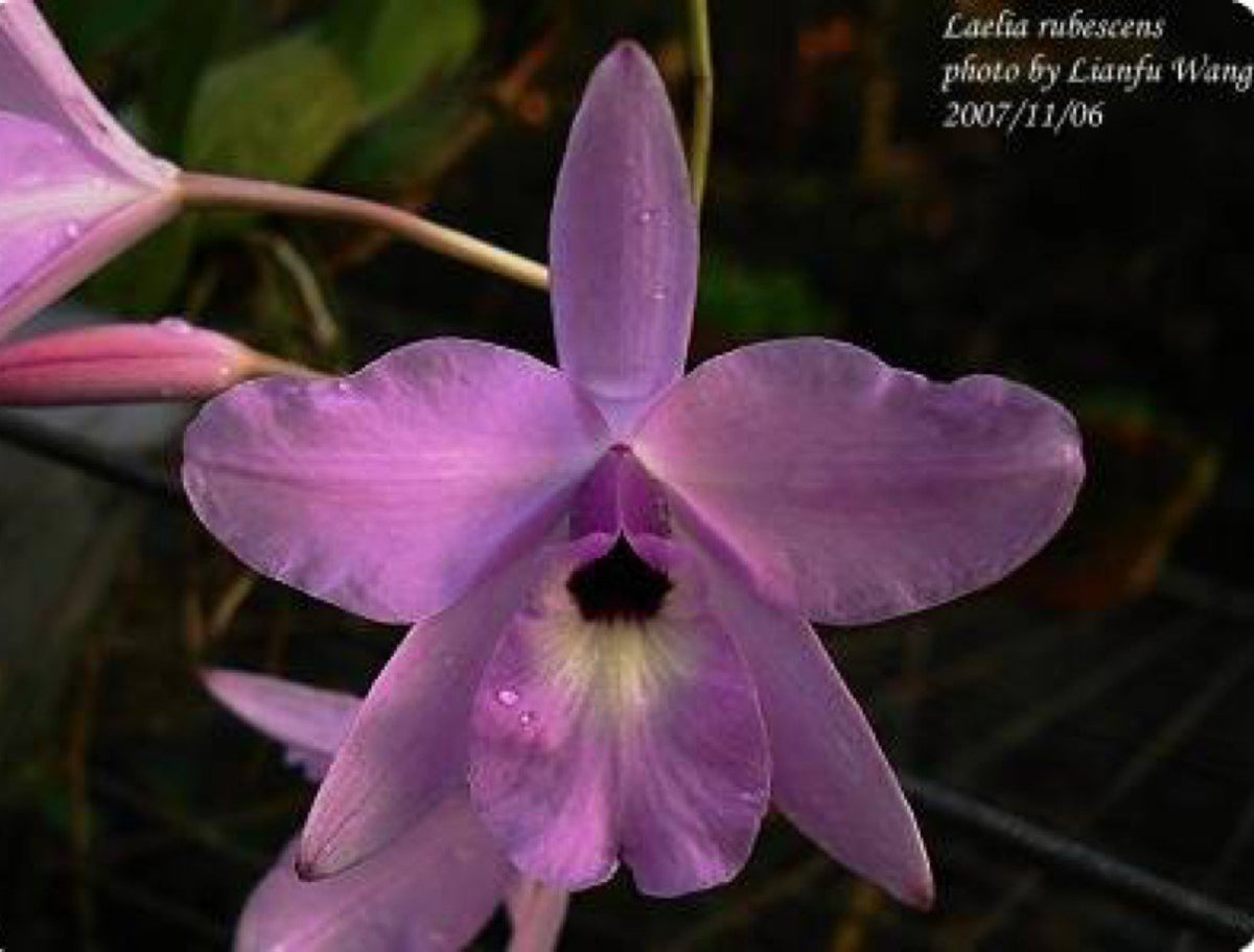 Laelia rubescens