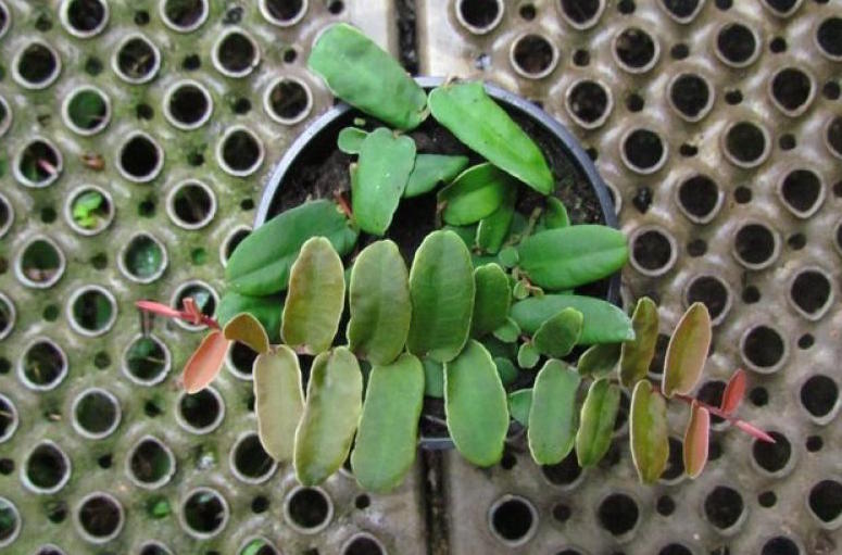 Marcgravia sintenisii