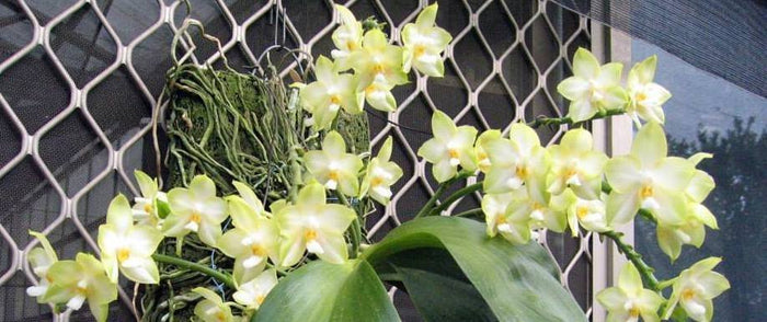 Phalaenopsis Yungho Gelb Canary