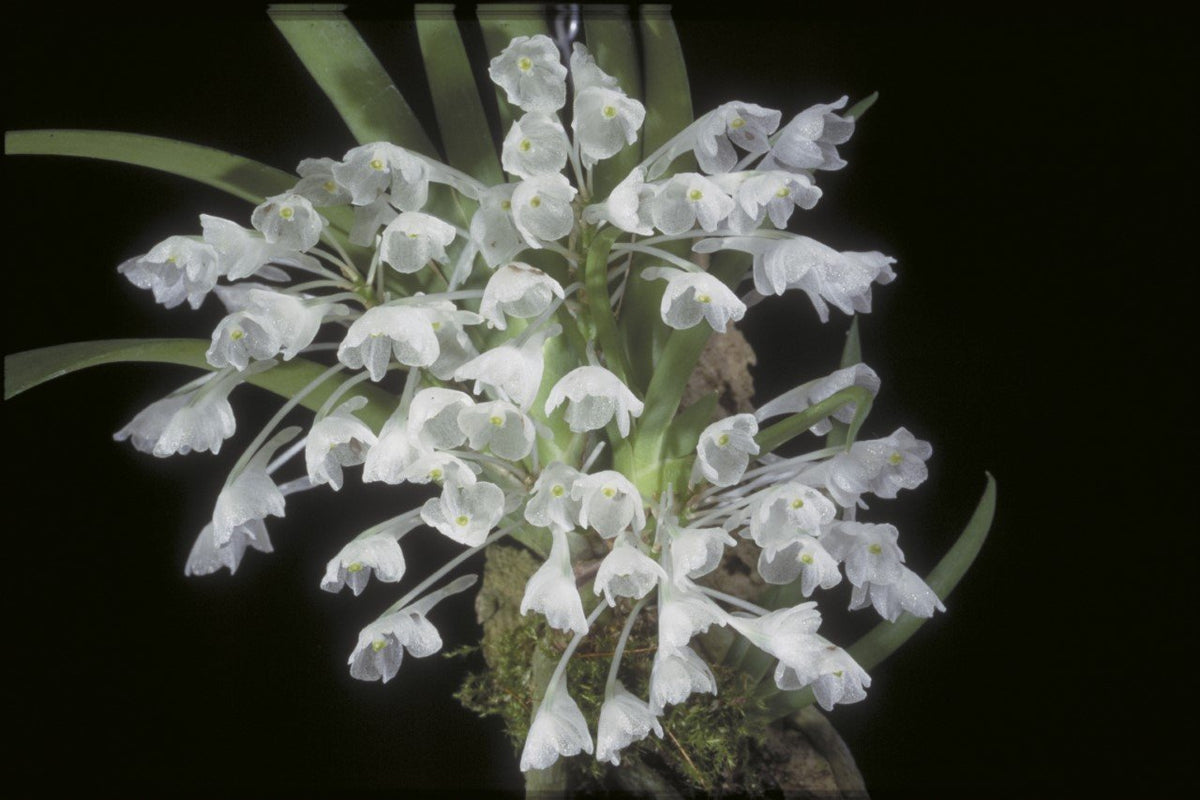 Podangis dactyloceras ''Big Plant"