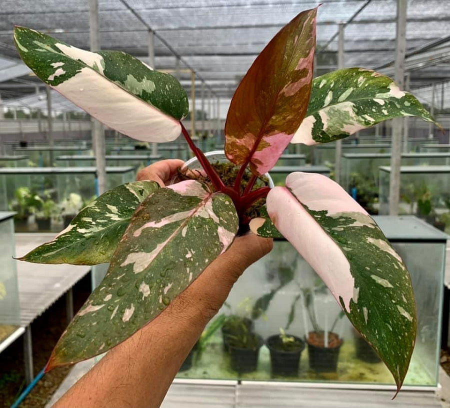 Philodendron Pink Princess "Marble" Much Pink Variegata (Medium Plant)