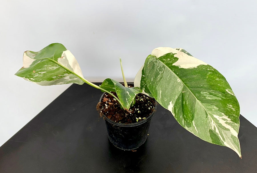 Epipremnum Pinnatum Variegata Albo (2 leaves Cutting)