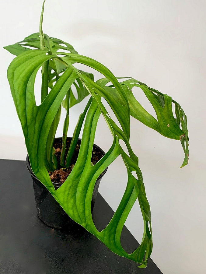 Monstera epipremnoides "Esqueleto" (1 Leaf Cutting)
